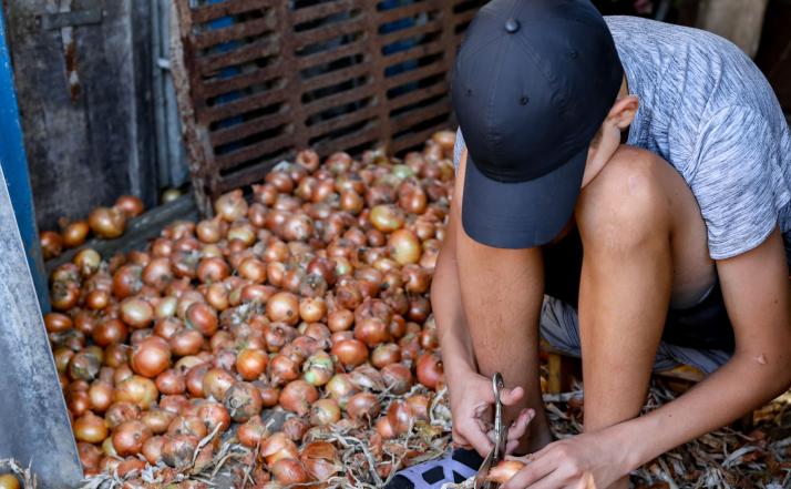 Impact of the local labor market on the pathways of early school ...